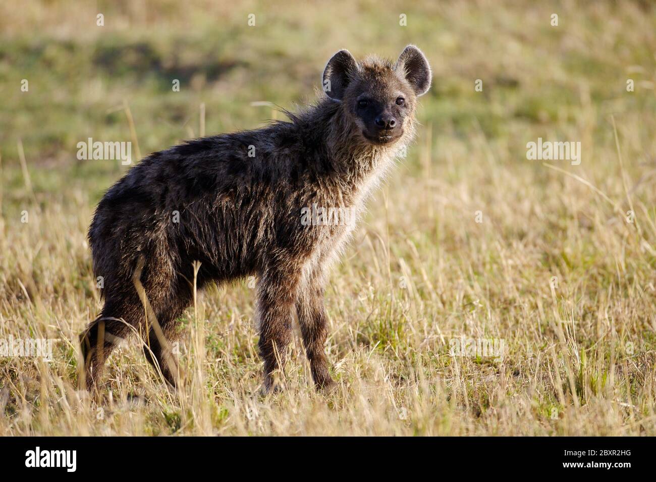 Hyena african hi-res stock photography and images - Alamy