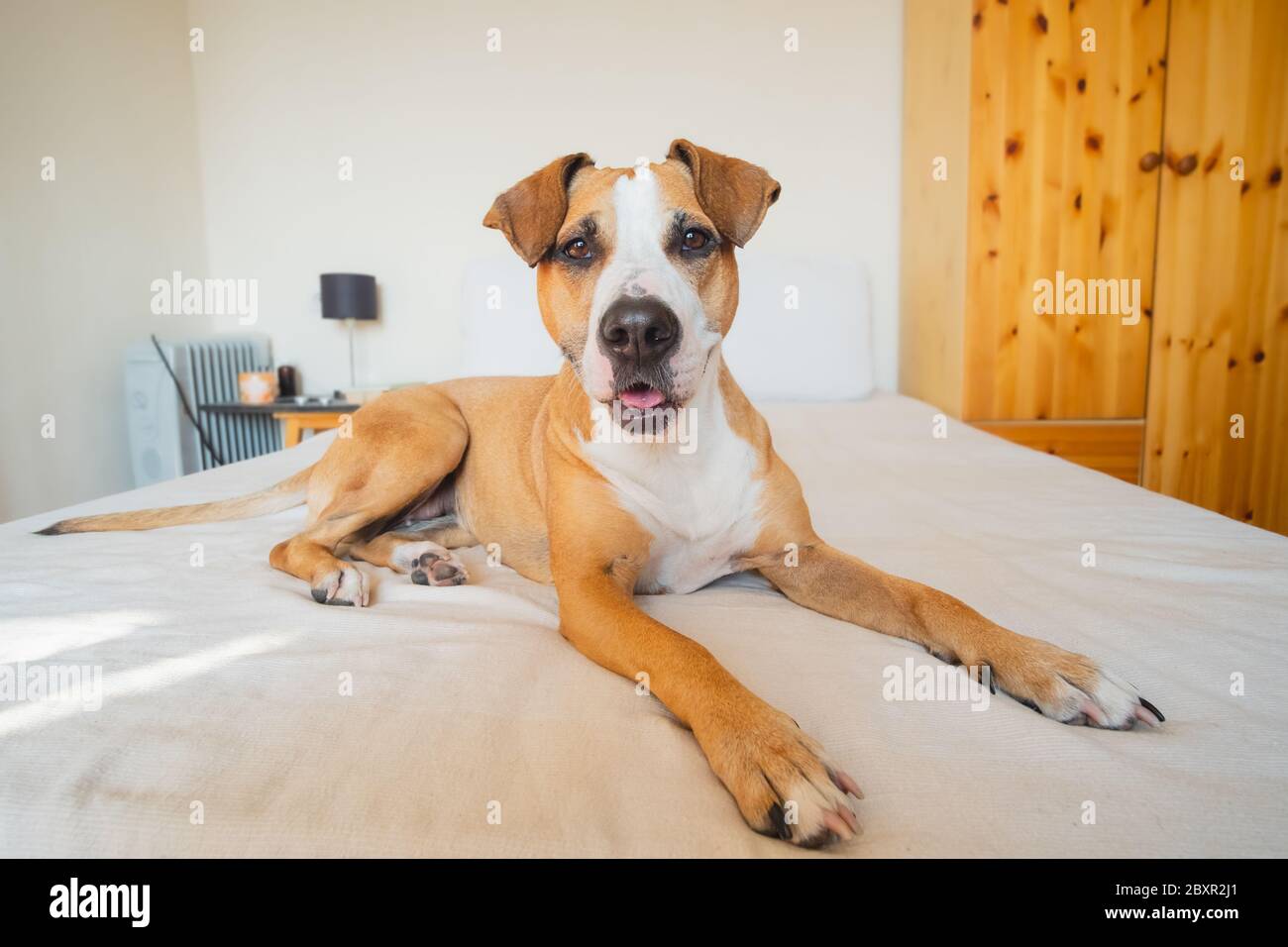 Dog chilling on a human bed in a bderoom. Pets at home, happy ...