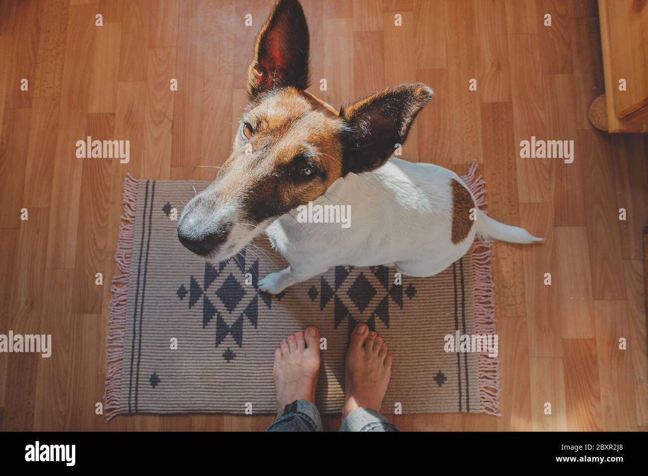Human pets hi-res stock photography and images - Alamy