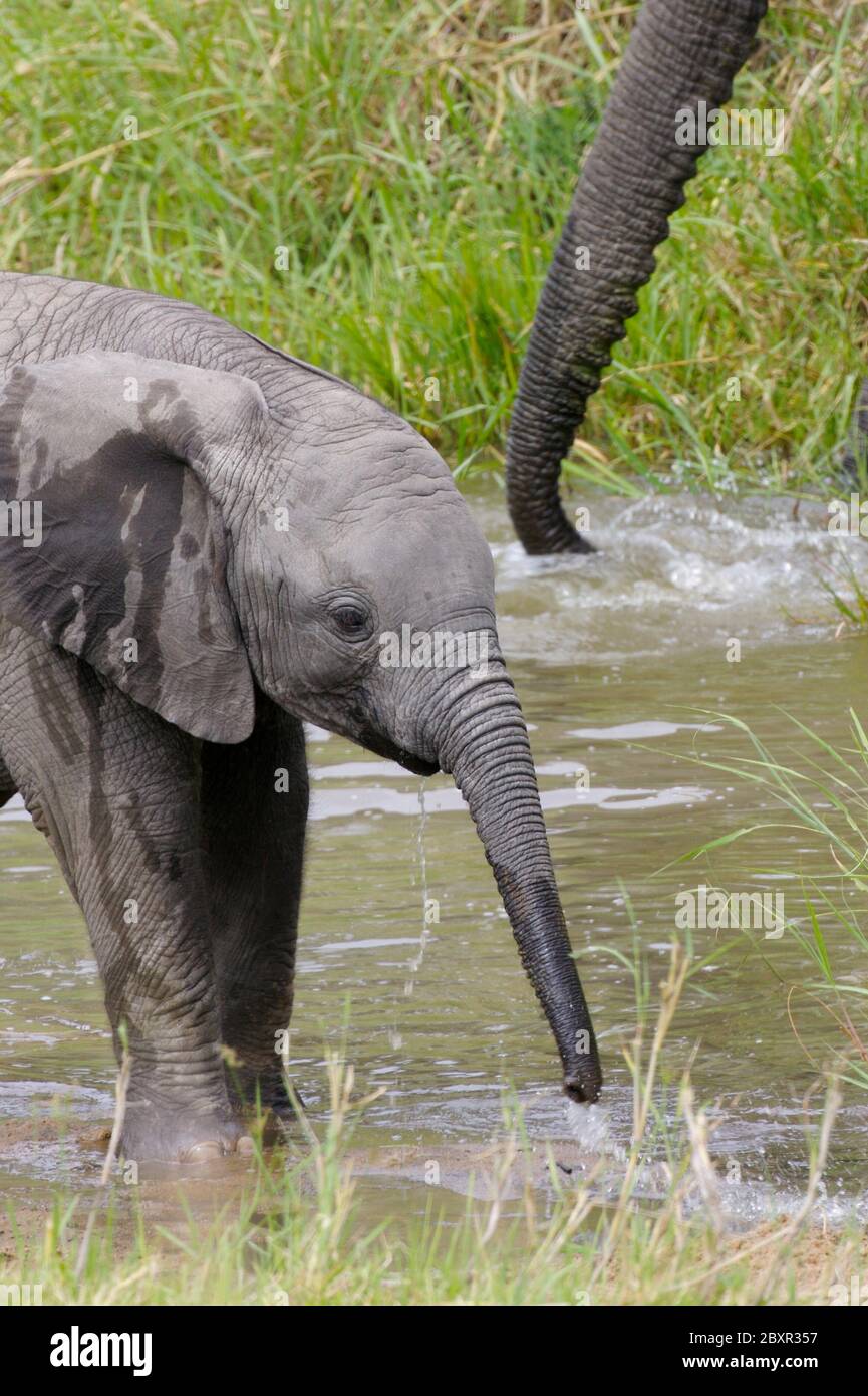 African ani hi-res stock photography and images - Alamy