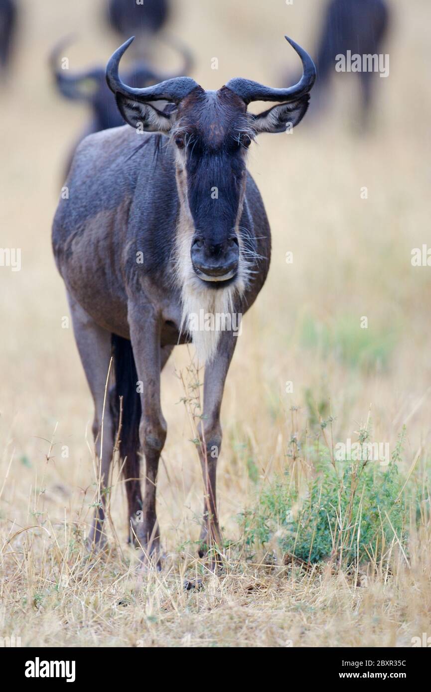 Wilderbeast kenya hi-res stock photography and images - Alamy
