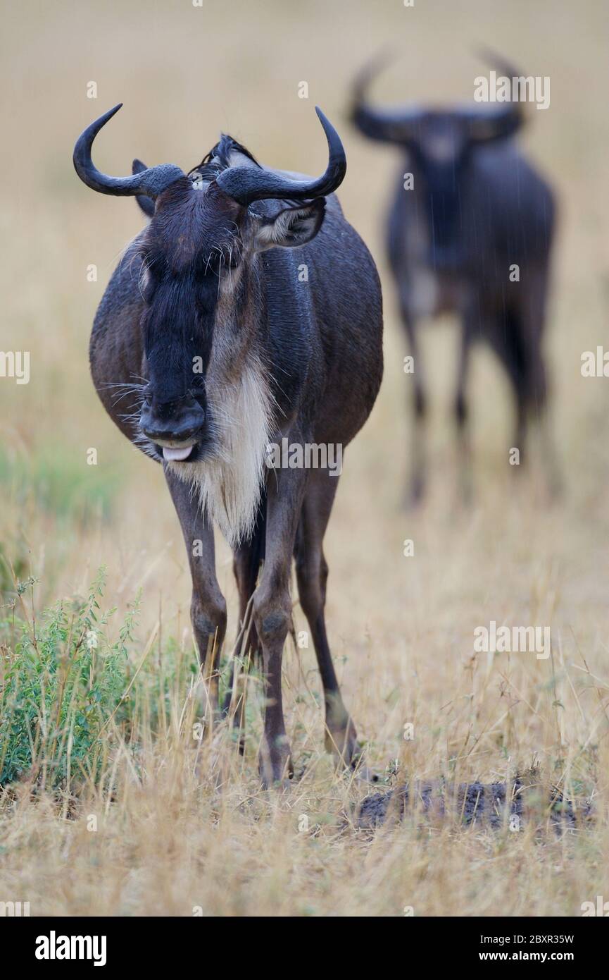 Wilderbeast kenya hi-res stock photography and images - Alamy
