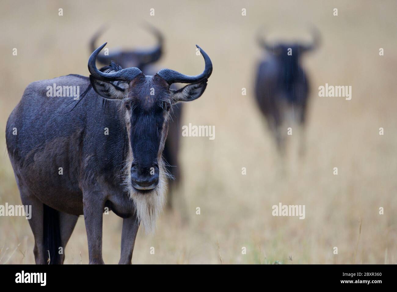 Wilderbeast kenya hi-res stock photography and images - Alamy