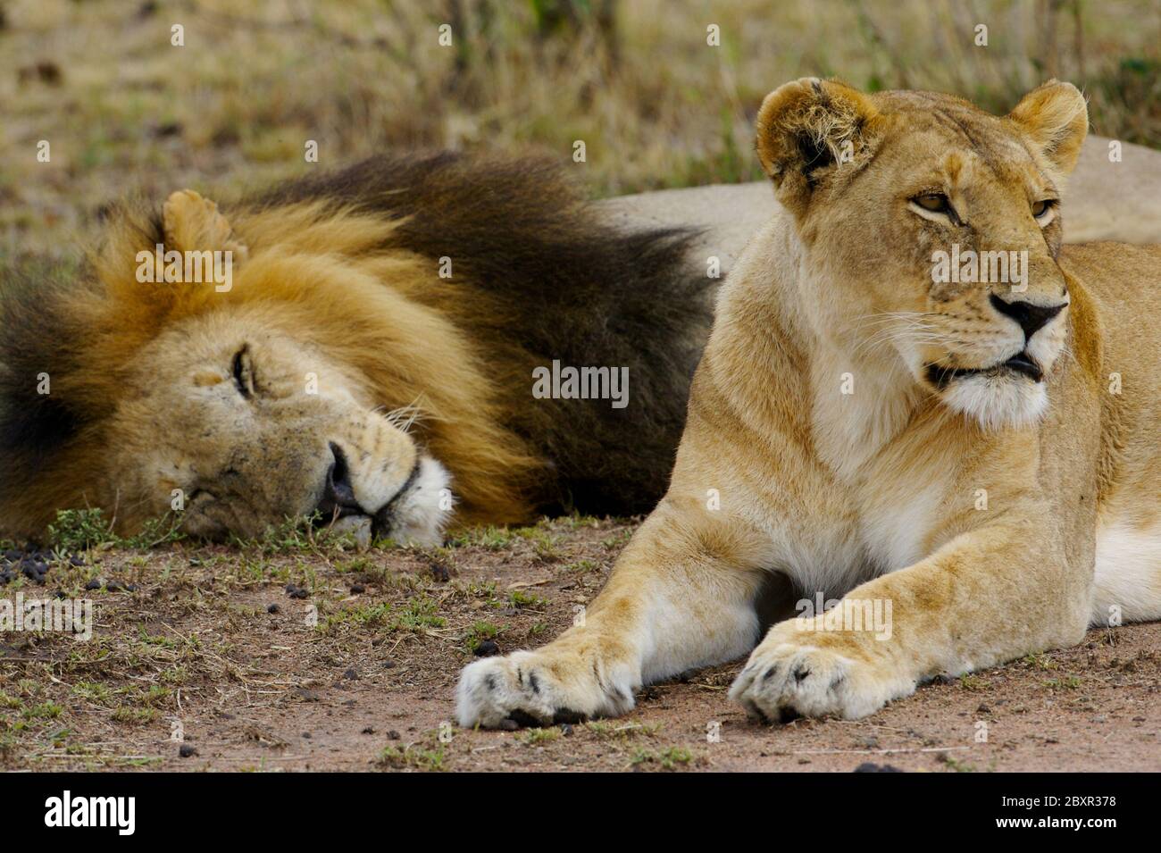 Animals mammals wildlife lions hi-res stock photography and images - Alamy