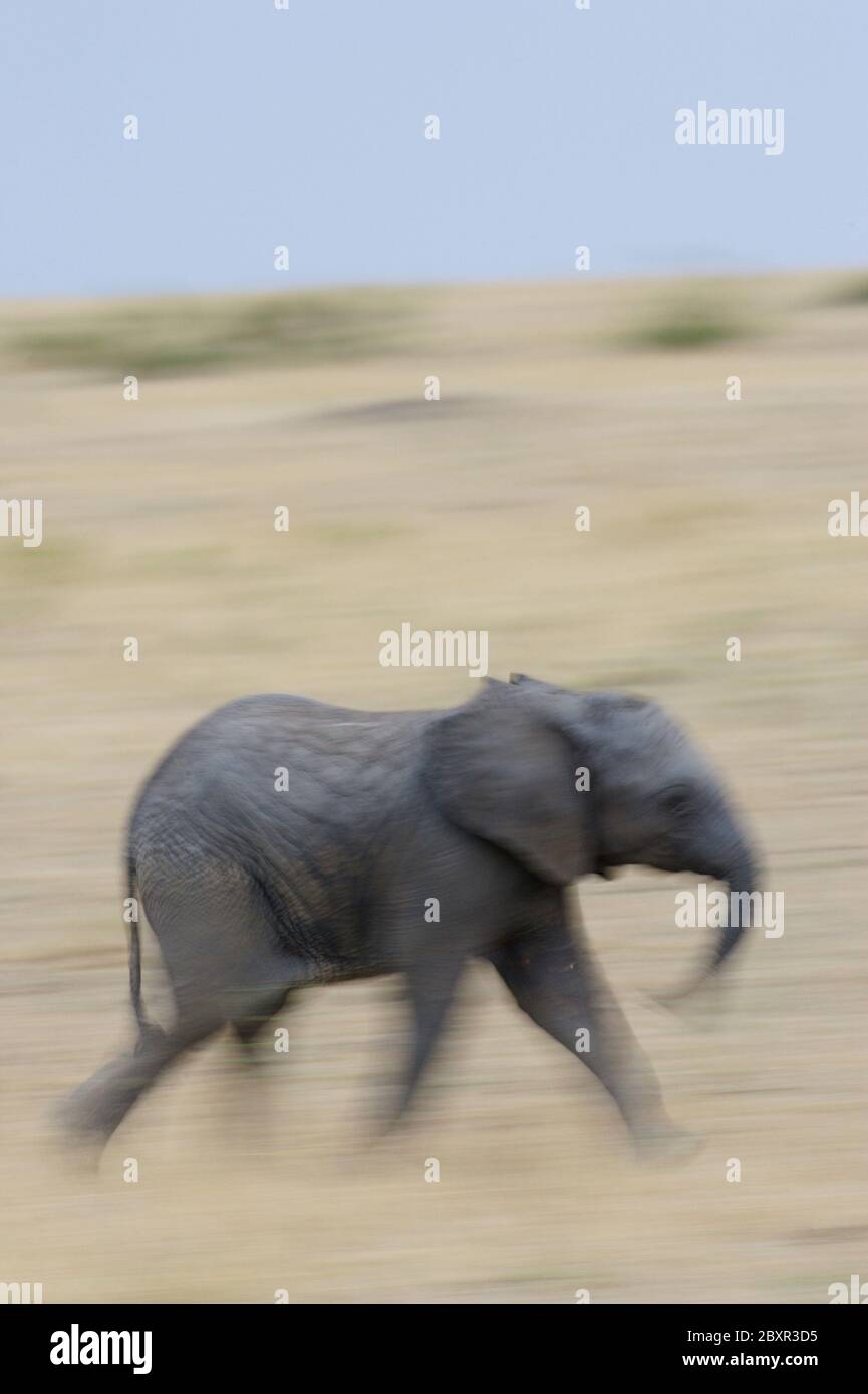 African ele hi-res stock photography and images - Alamy