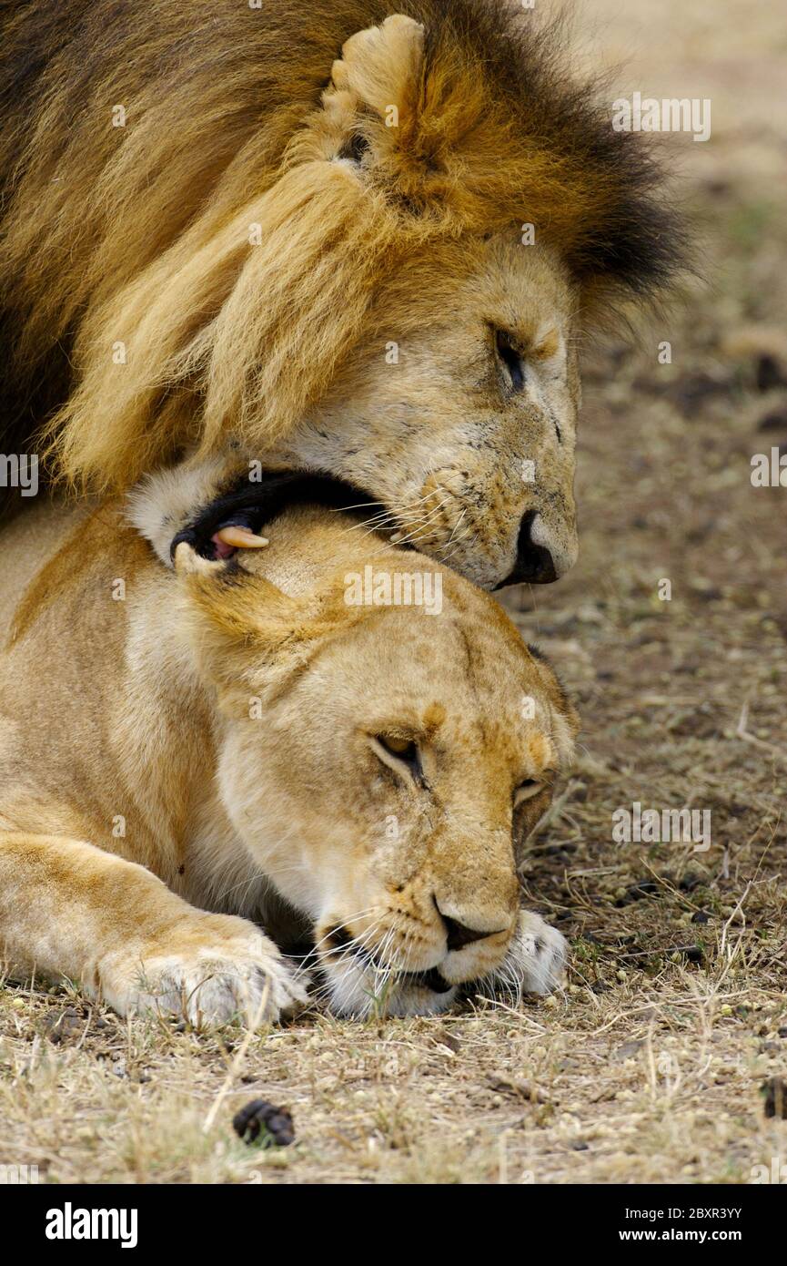 Reproduction of lions hi-res stock photography and images - Alamy