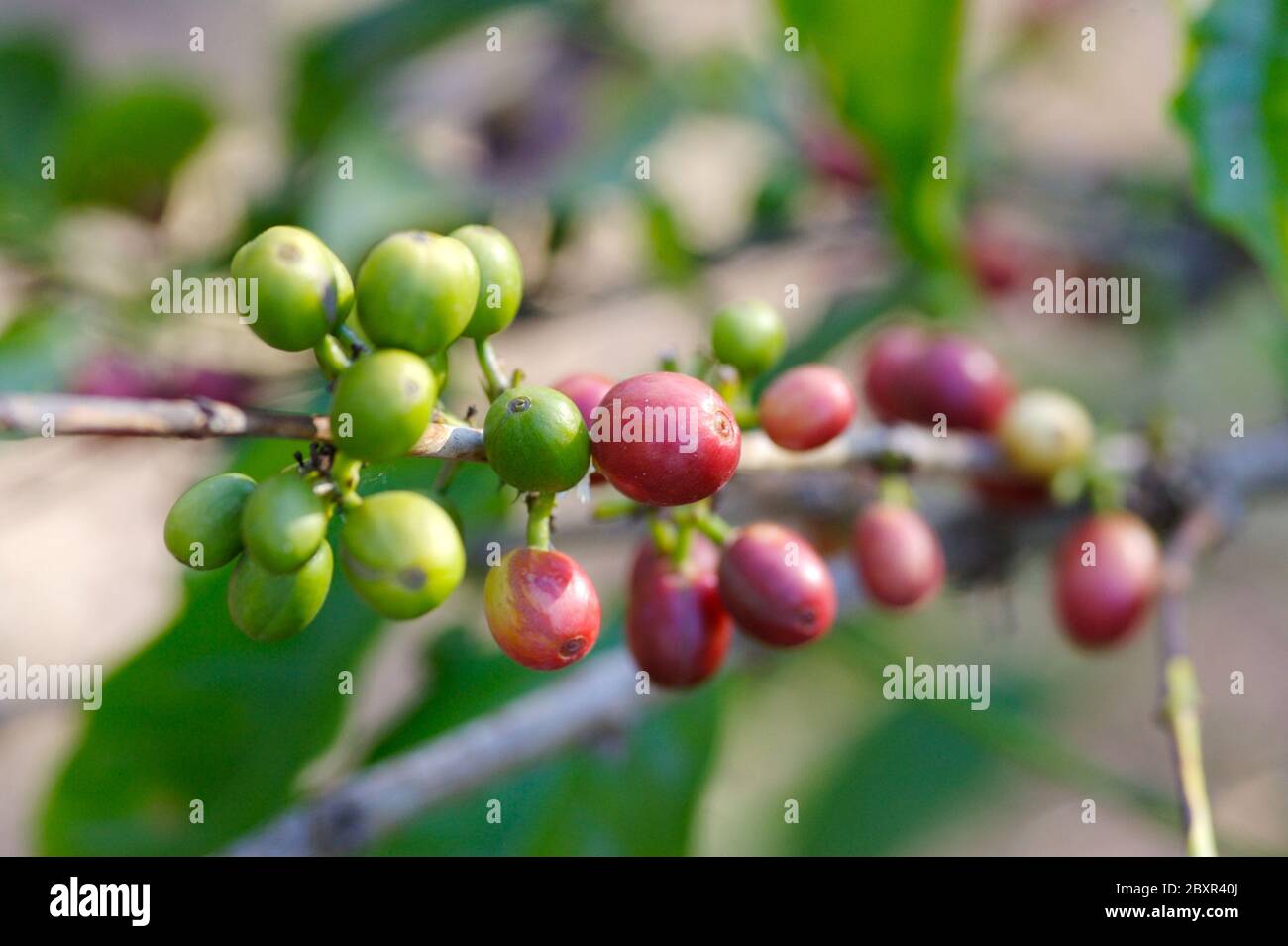 Coffee bean plant Stock Photo - Alamy