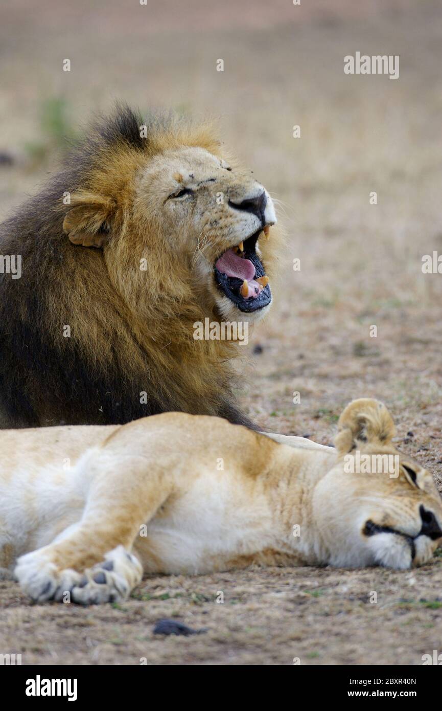 Reproduction of lions hi-res stock photography and images - Alamy