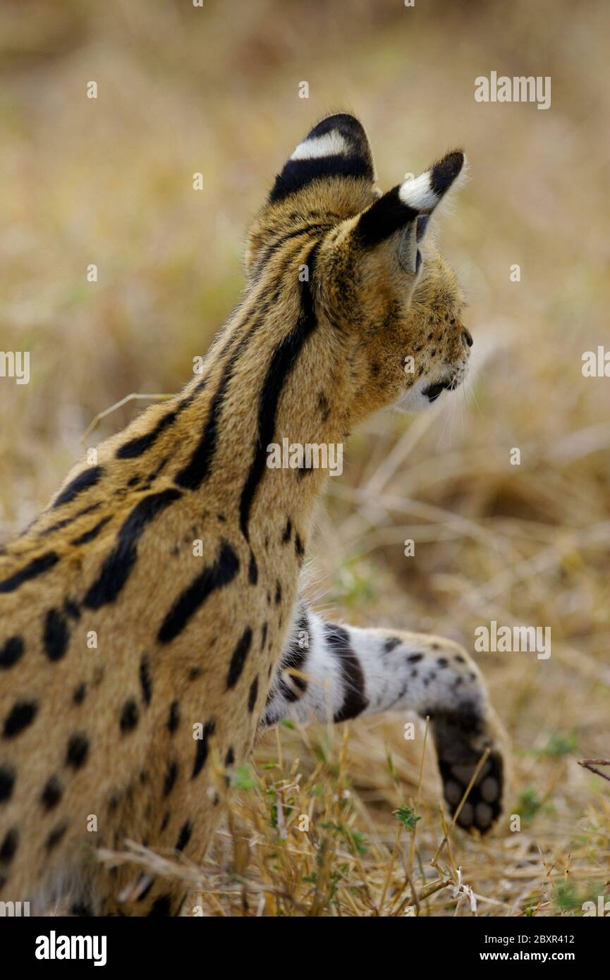 An African Serval Cat Stock Photo - Alamy