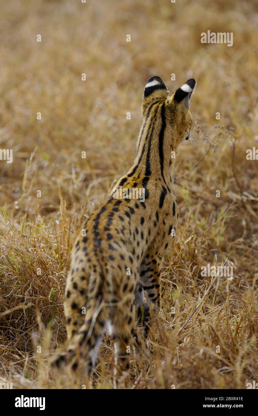 An African Serval Cat Stock Photo - Alamy