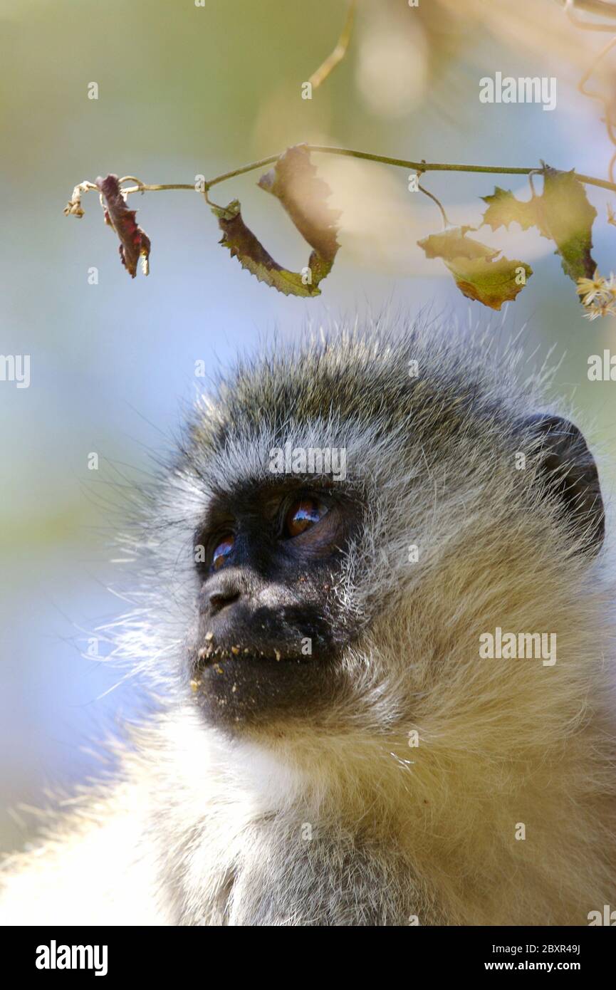 An African Vervet monkey Stock Photo - Alamy