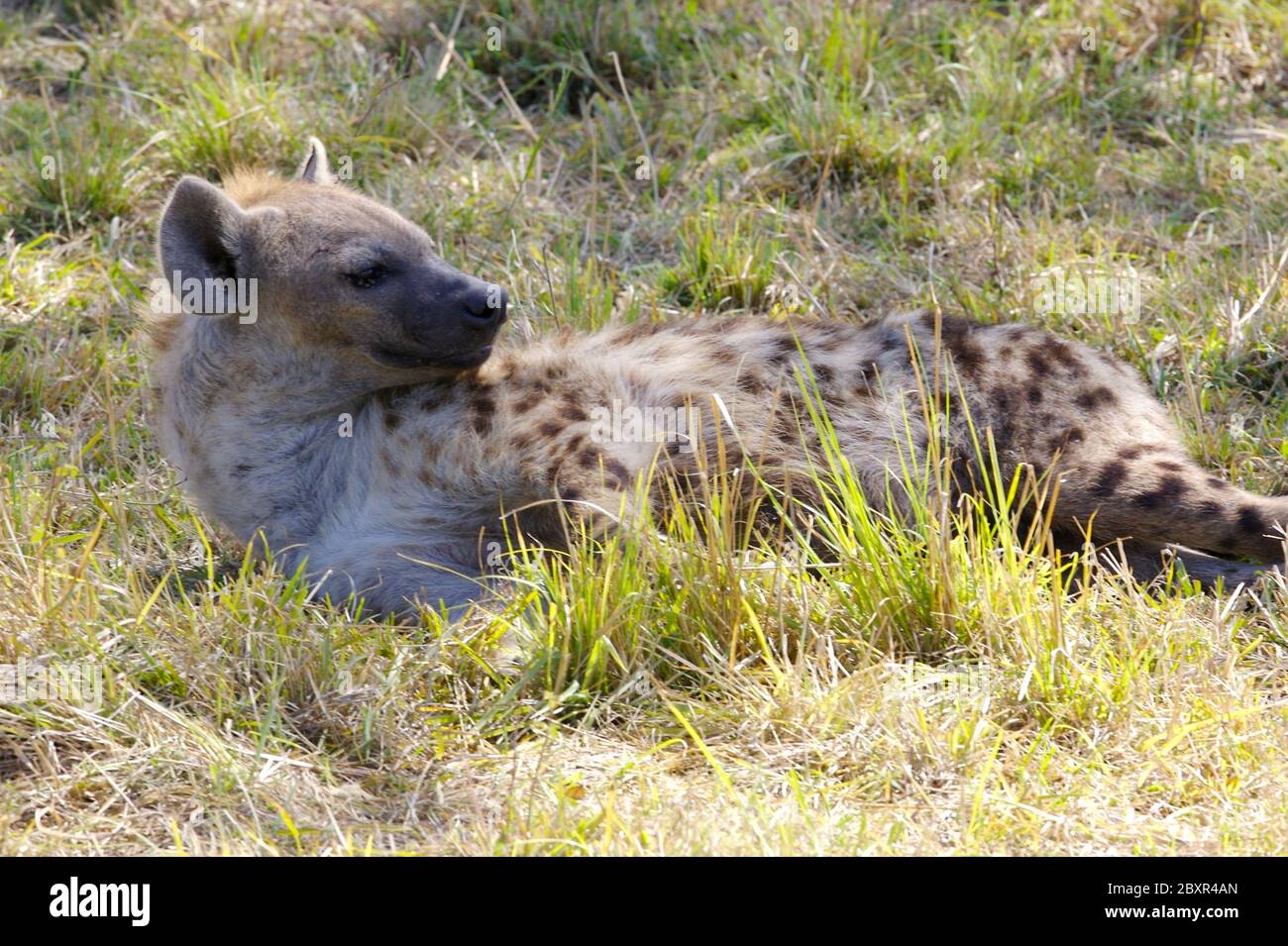 African hyena hi-res stock photography and images - Alamy