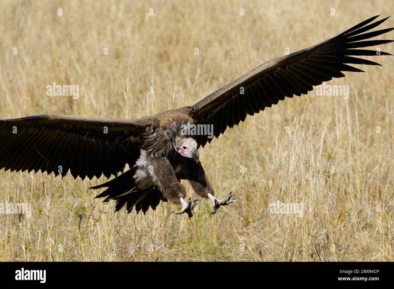 American vultures hi-res stock photography and images - Alamy