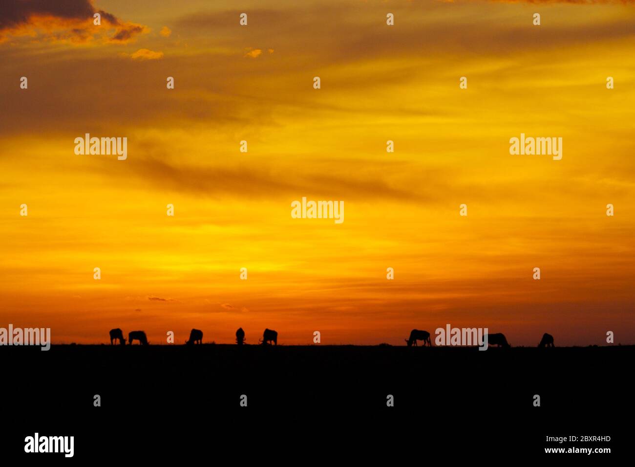 African safari sunset Stock Photo - Alamy