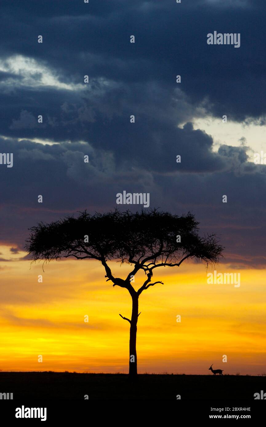 African safari sunset Stock Photo - Alamy