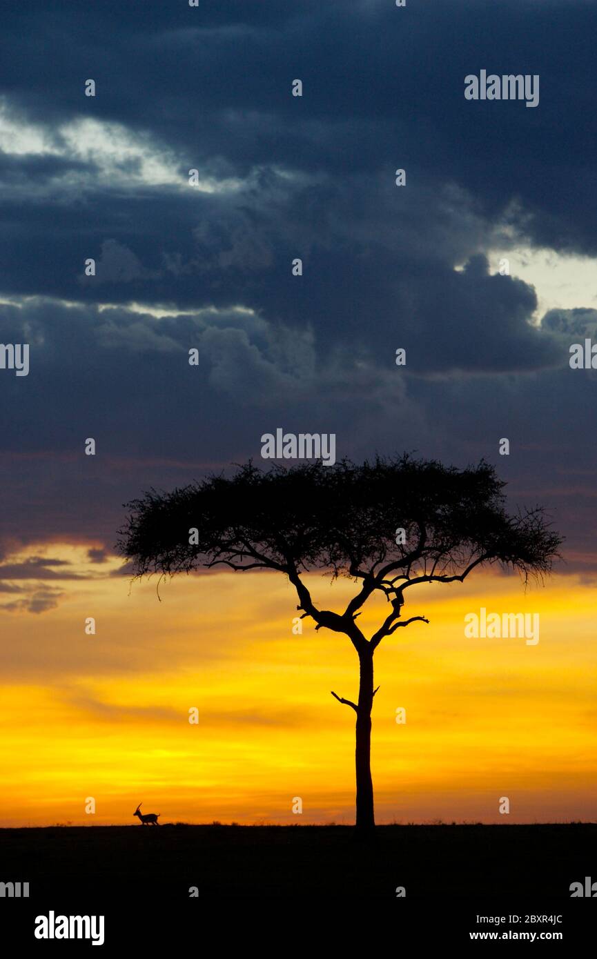 Red african sunset silhouette grass hi-res stock photography and images ...