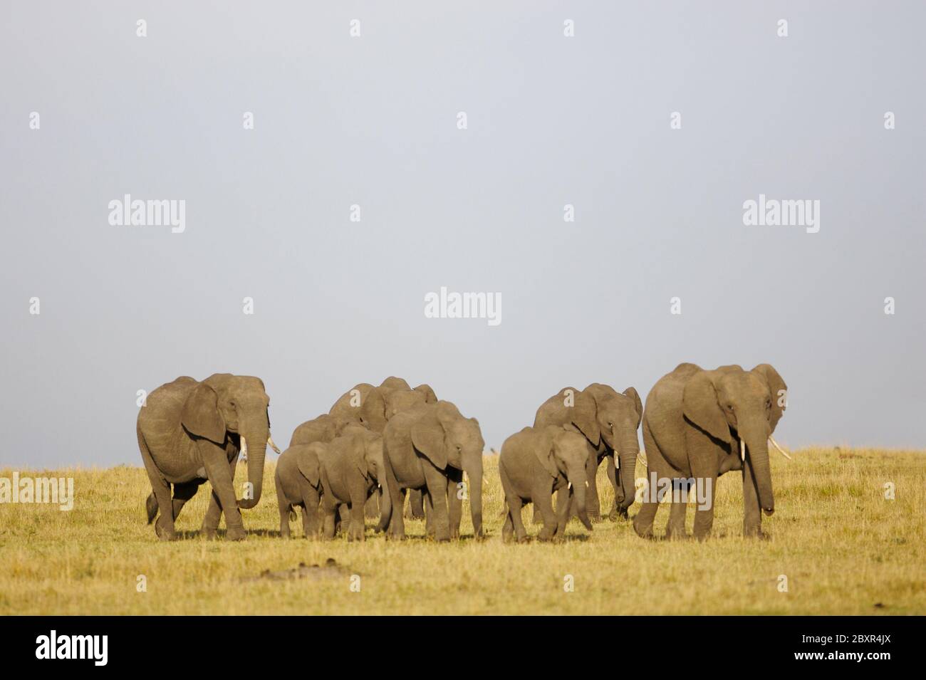 Real elephant hi-res stock photography and images - Alamy