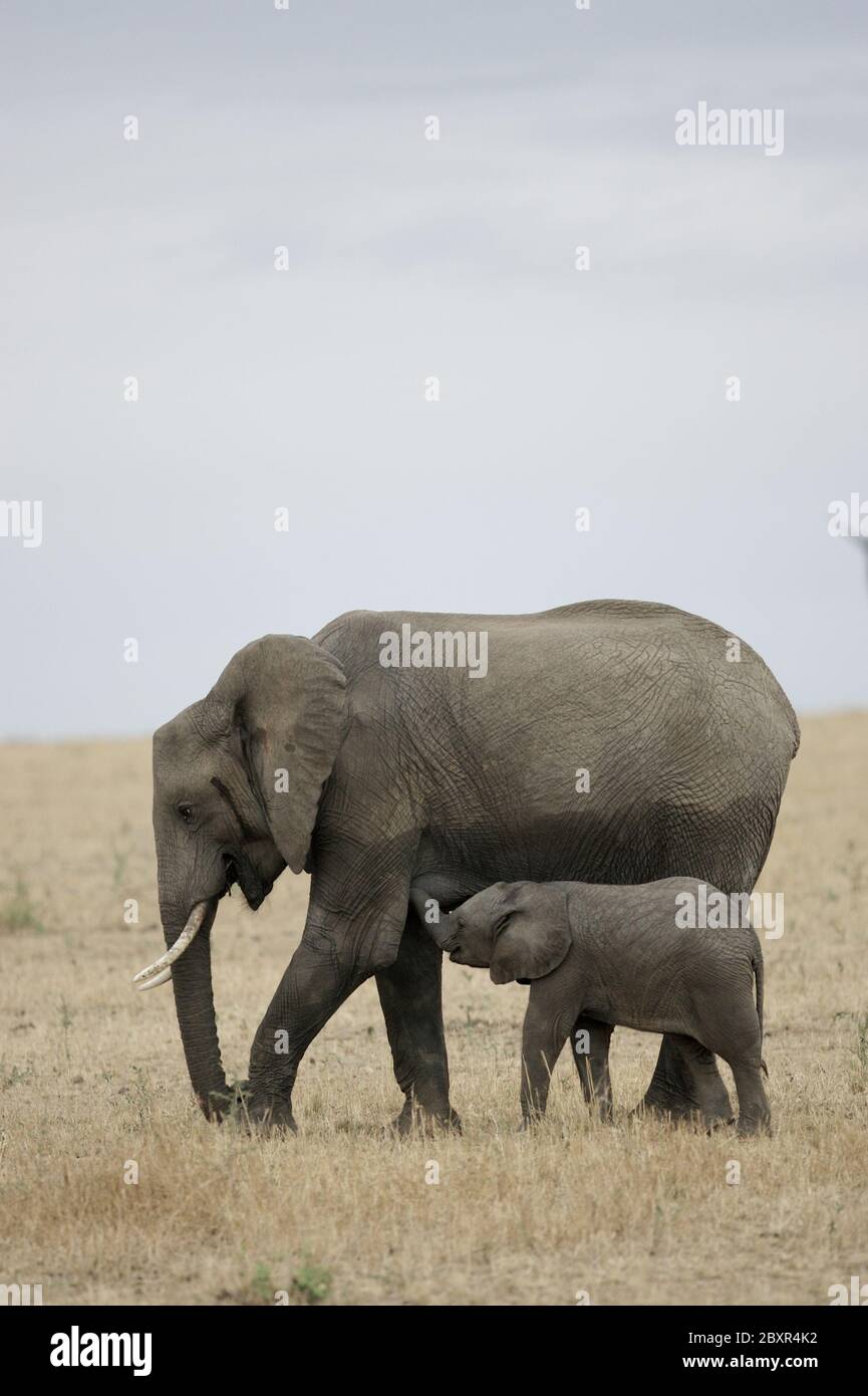 South africa bus stand hi-res stock photography and images - Alamy