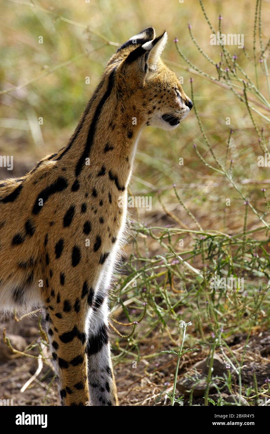 An African Serval Cat Stock Photo - Alamy