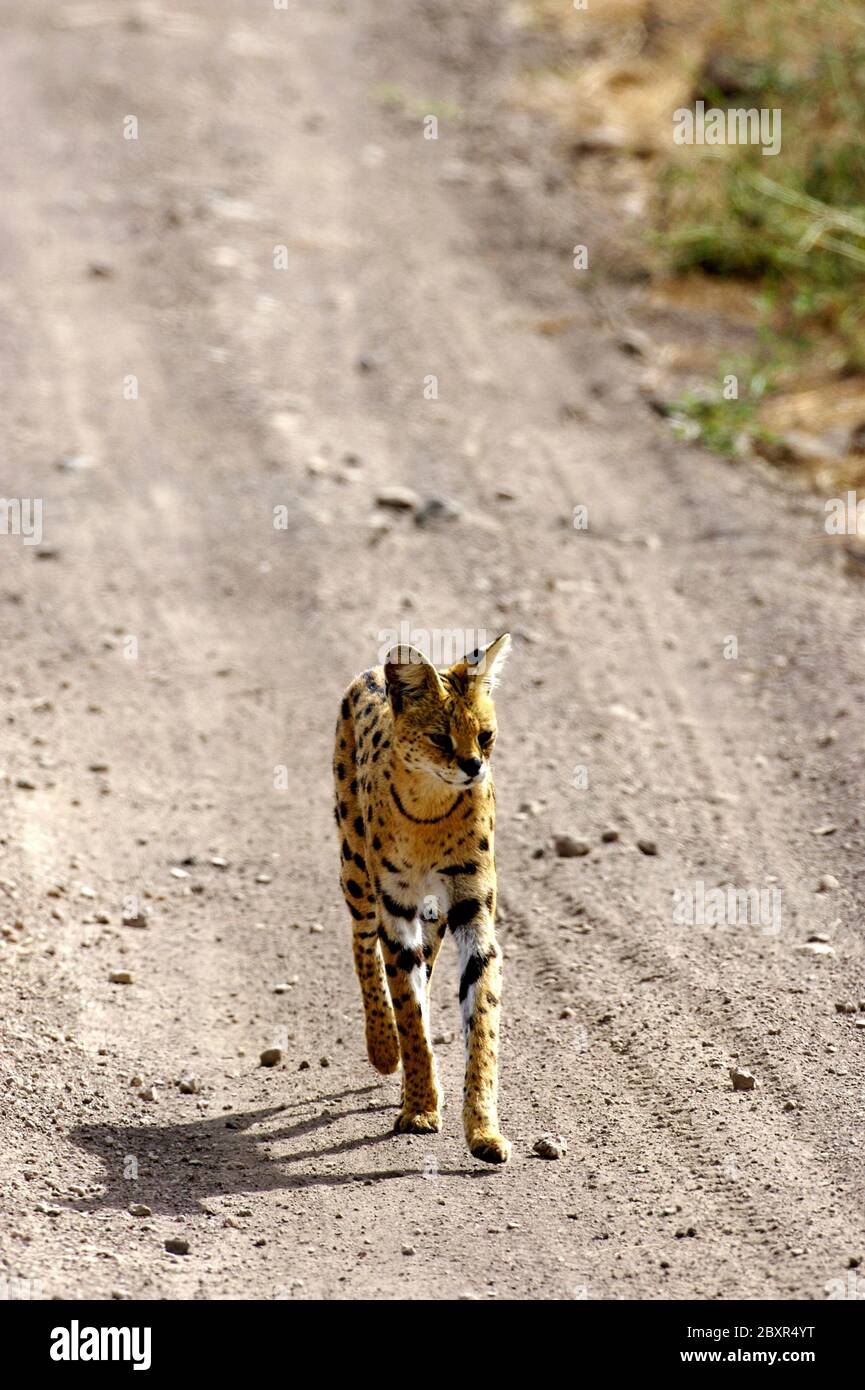 An African Serval Cat Stock Photo - Alamy