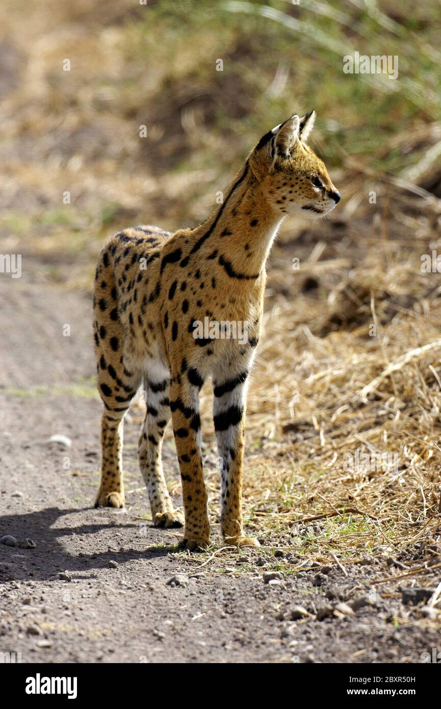 African Serval