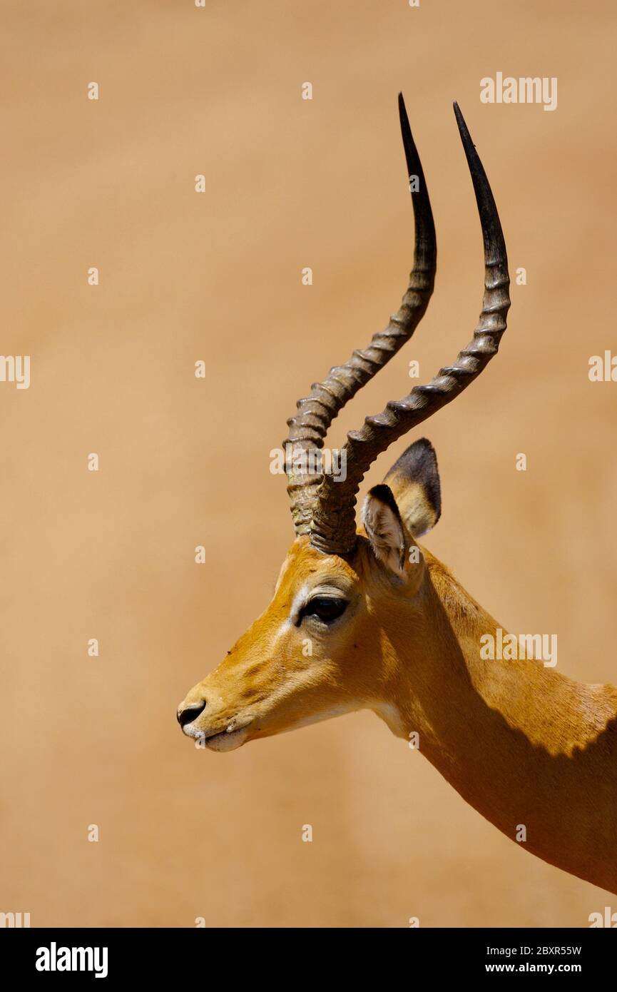 African ruminants hi-res stock photography and images - Alamy
