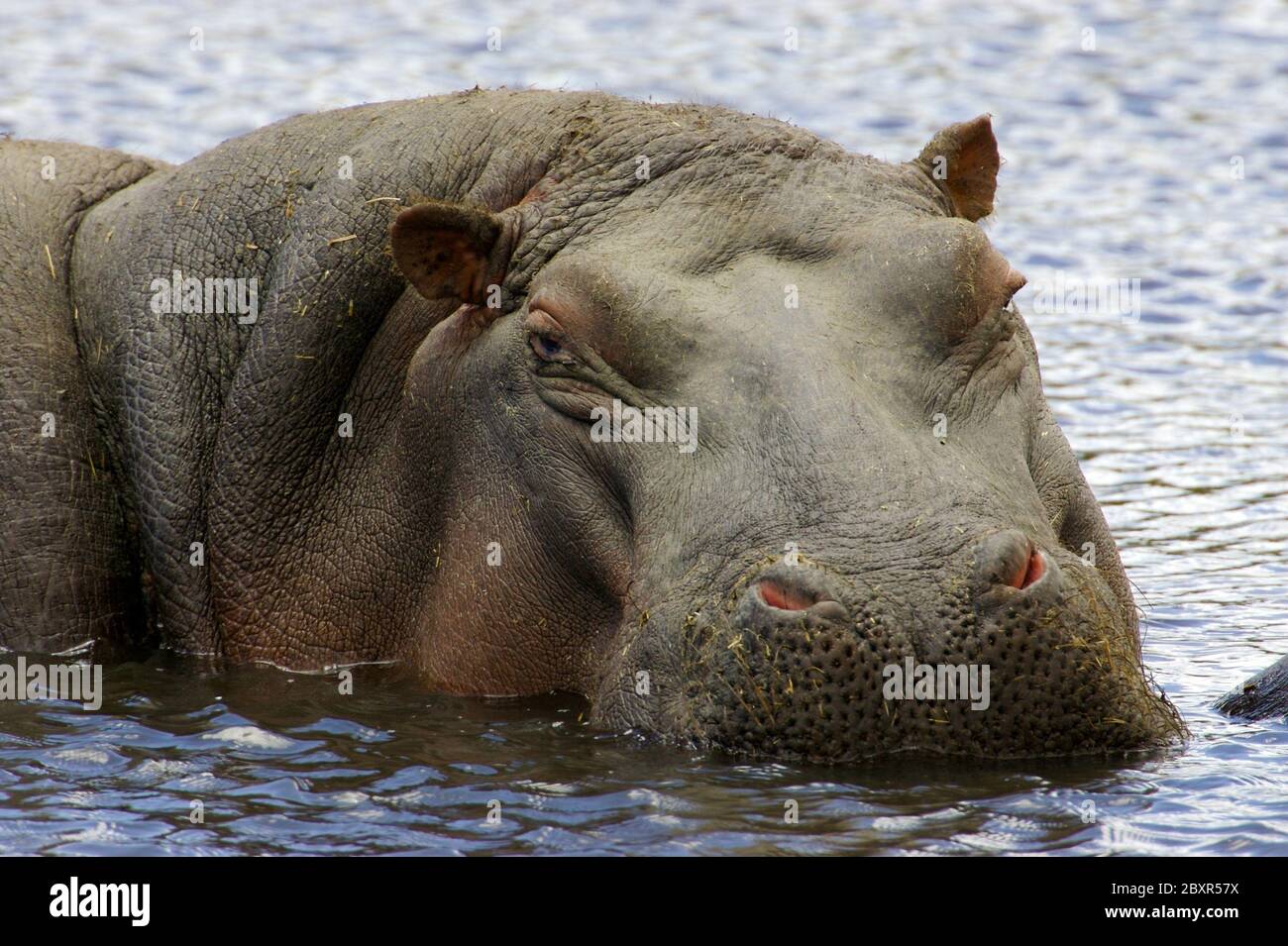 Hippopota hi-res stock photography and images - Alamy
