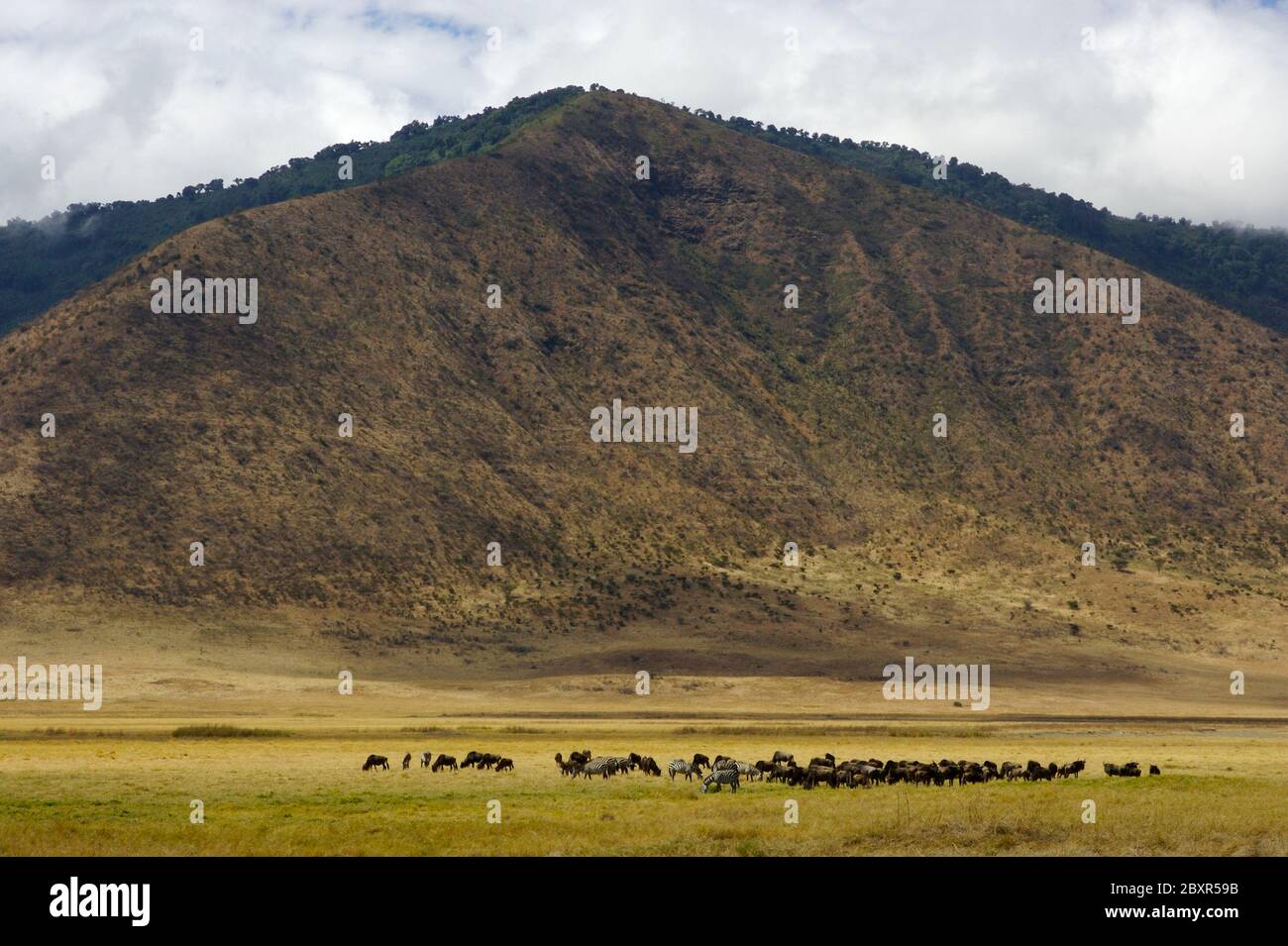 Ngorongoro conservation area nca africa hi-res stock photography and ...