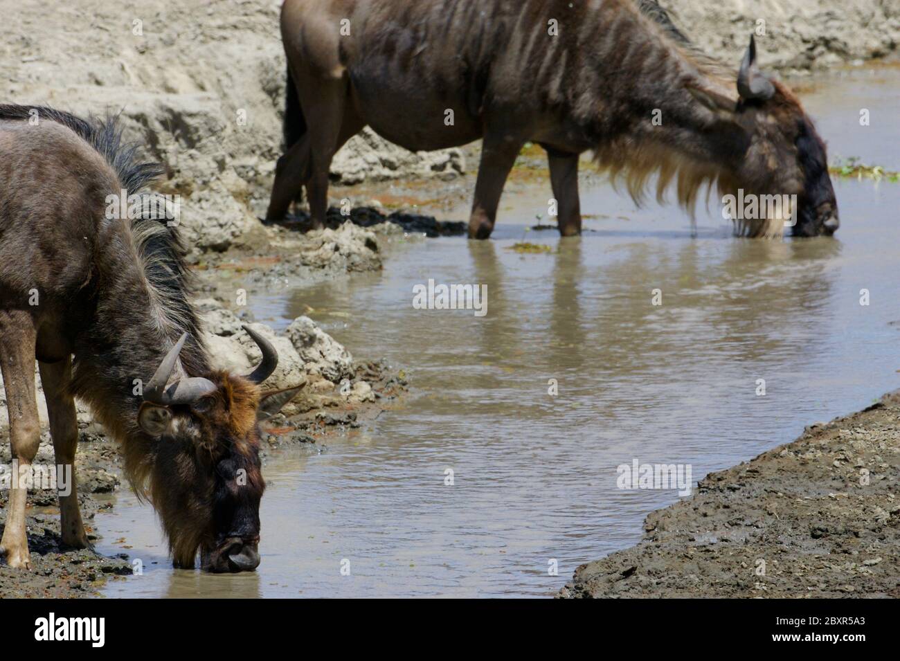 Gazelle migration hi-res stock photography and images - Alamy