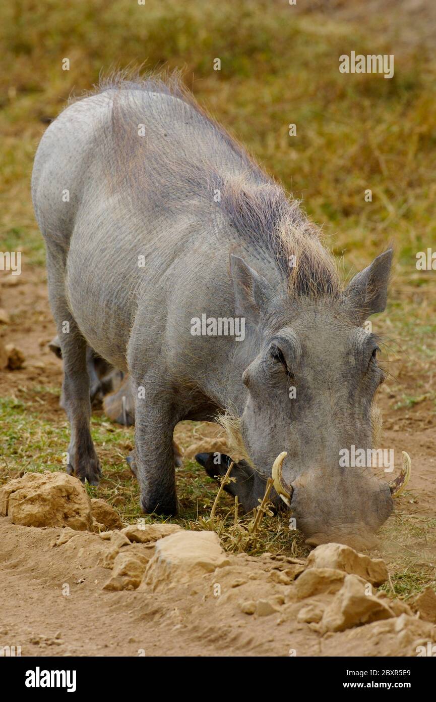 African warthog hi-res stock photography and images - Alamy
