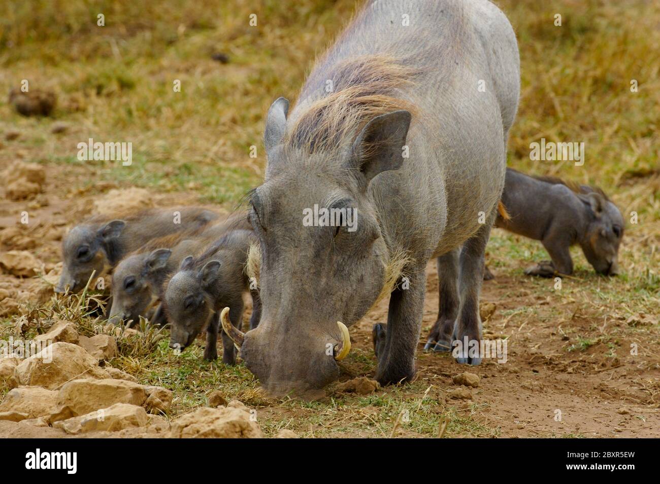 Ngorongoro warthog hi-res stock photography and images - Alamy