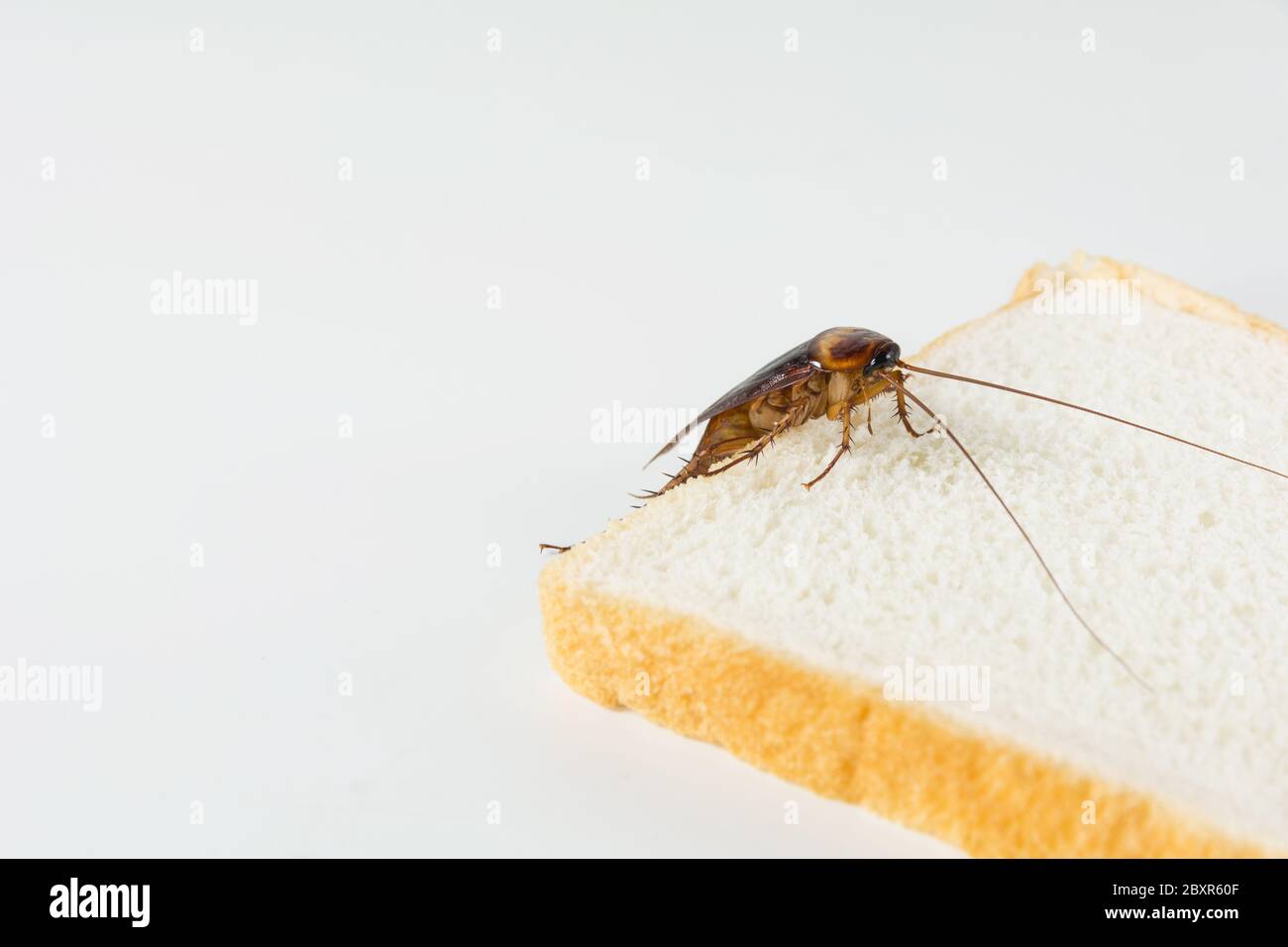 Cockroach on bread isolated on white background. Contagion the disease ...