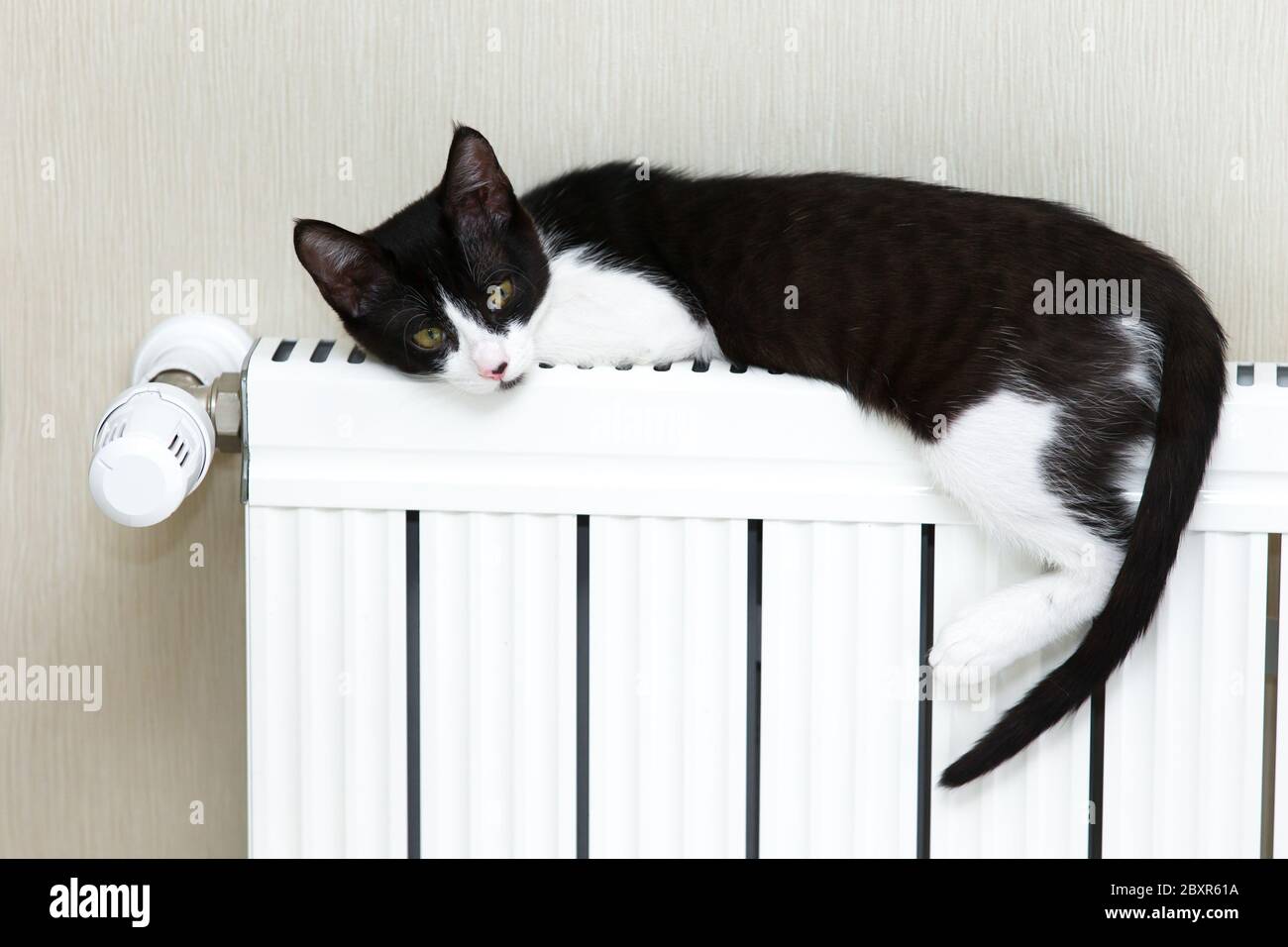 Cat on heater hi-res stock photography and images - Alamy