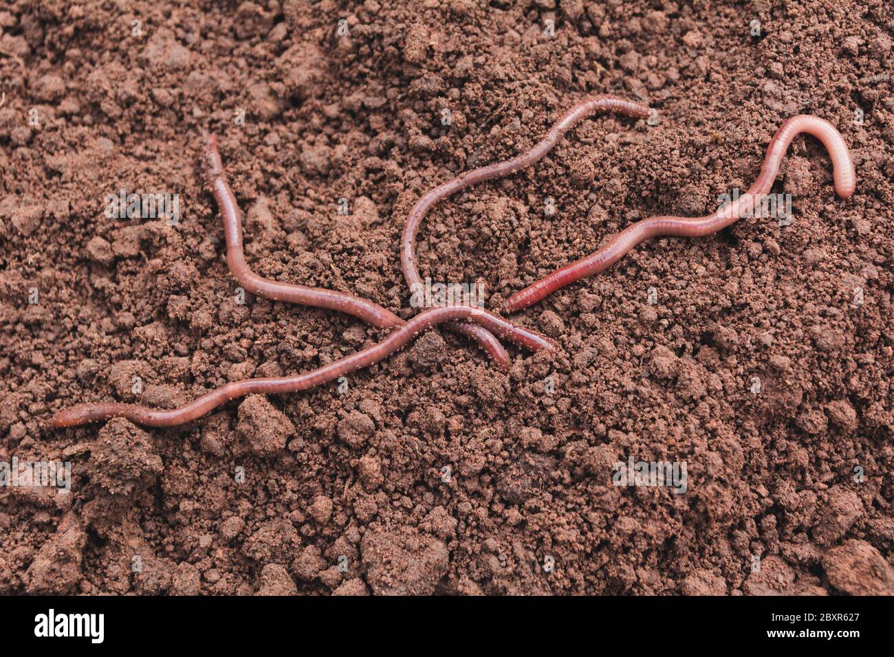 Red wiggler worms hi-res stock photography and images - Alamy