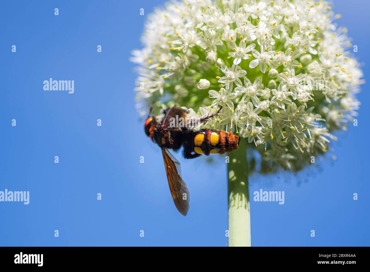 Scolia lat. Megascolia maculata lat. Scolia maculata is a species of ...