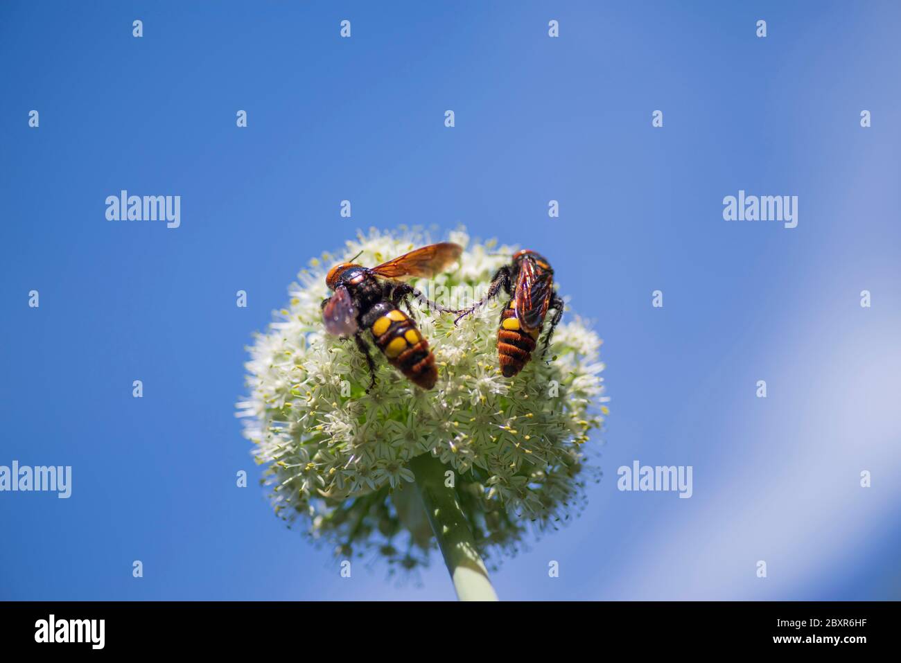 Scolia lat. Megascolia maculata lat. Scolia maculata is a species of ...