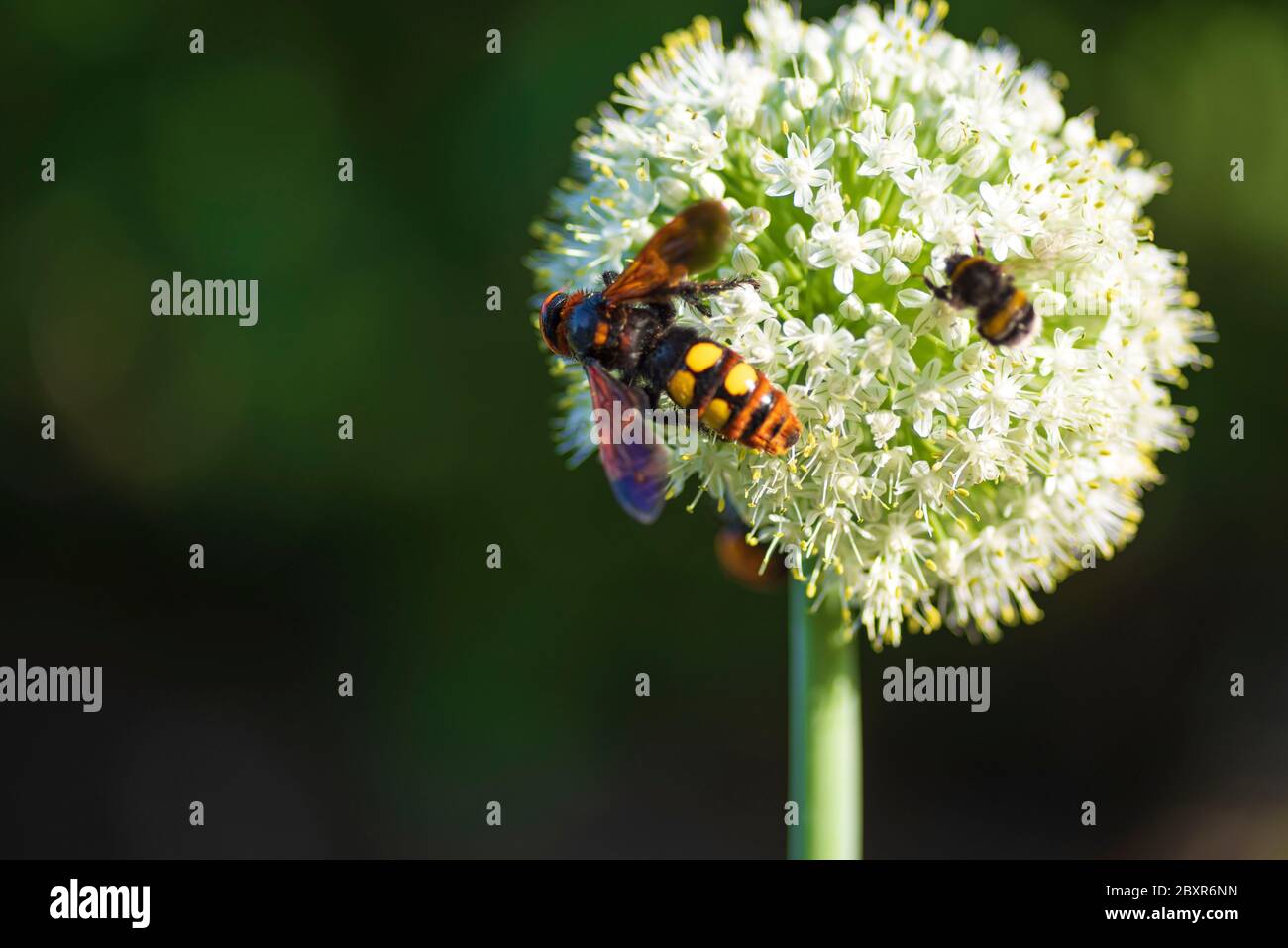 Scolia lat. Megascolia maculata lat. Scolia maculata is a species of ...