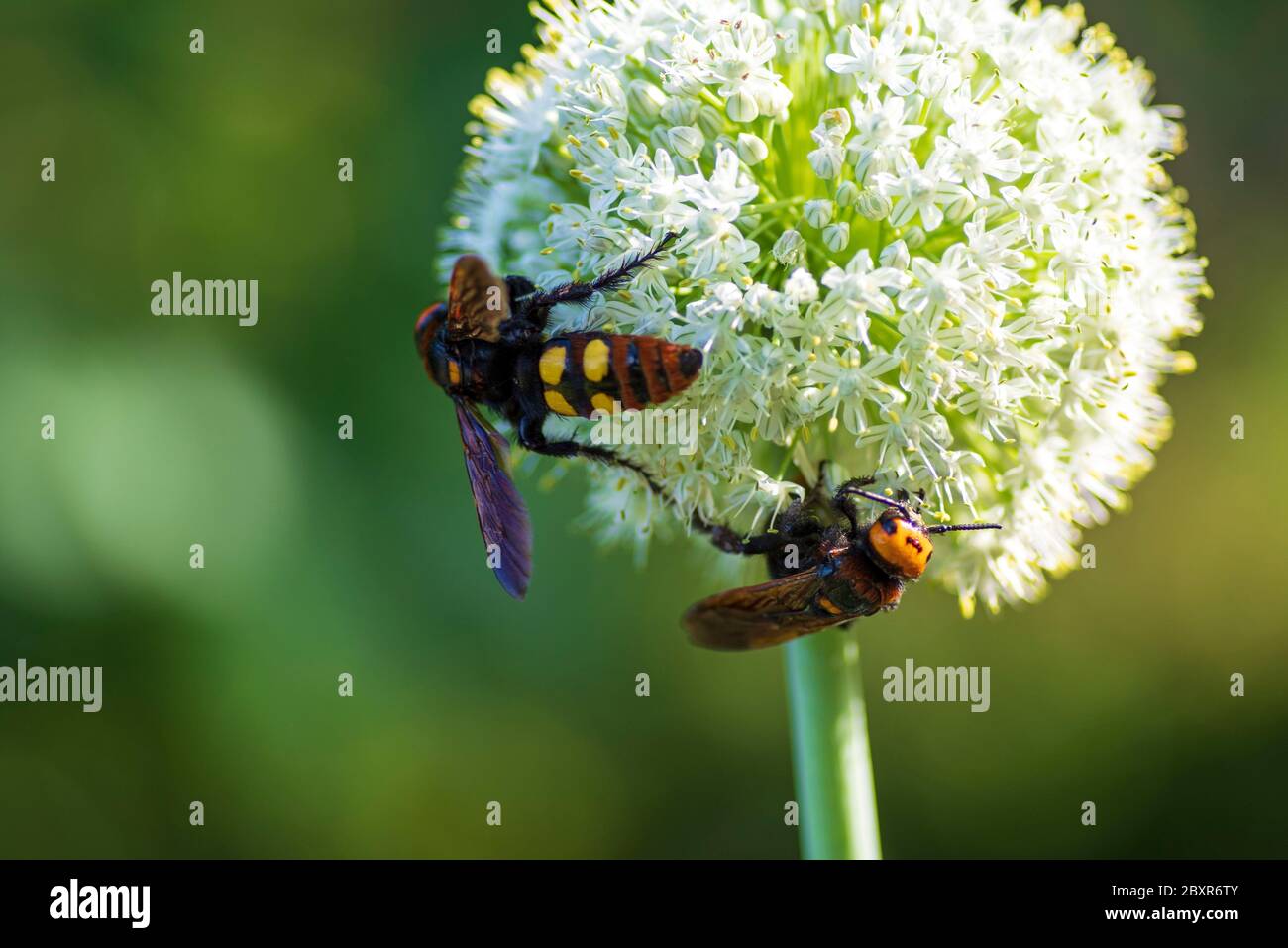 Scolia lat. Megascolia maculata lat. Scolia maculata is a species of ...