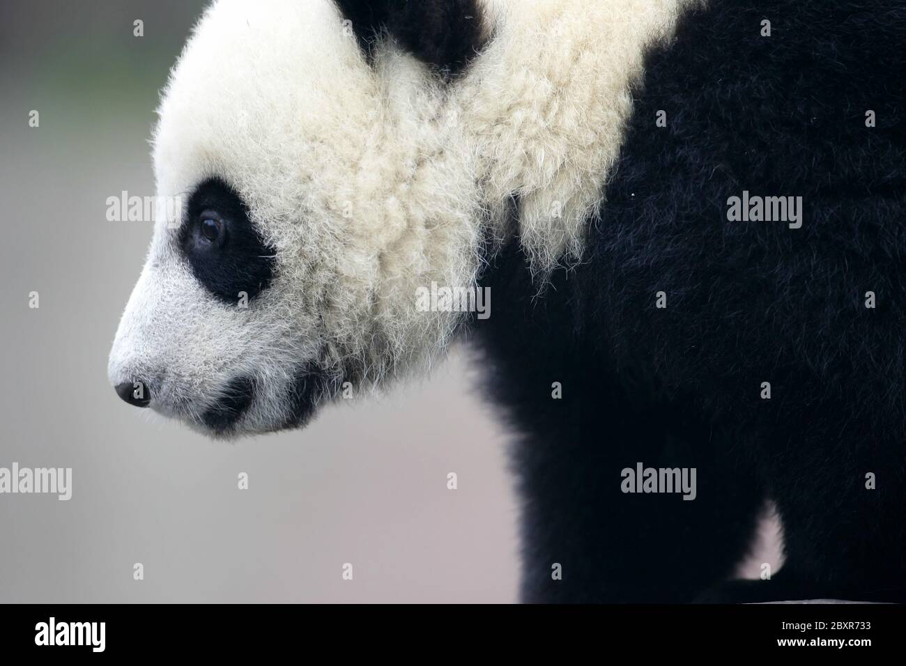 Giant Panda Cub Stock Photo - Alamy