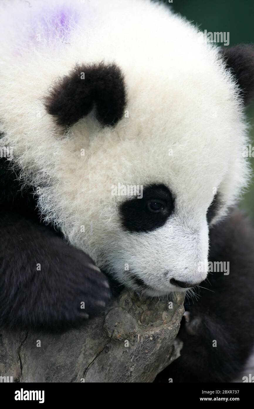 Giant Panda Cub Stock Photo - Alamy