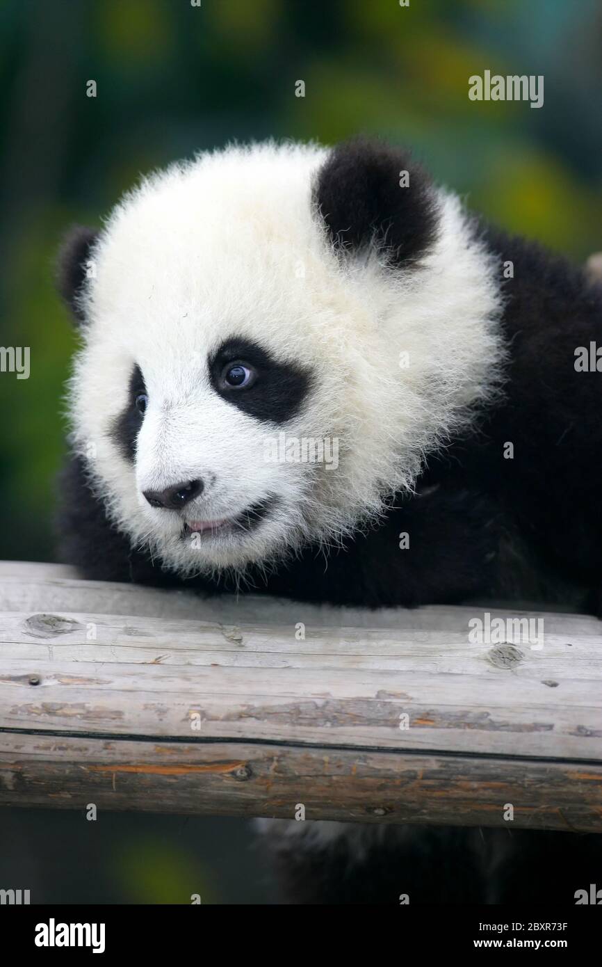 Giant Panda Cub Stock Photo - Alamy