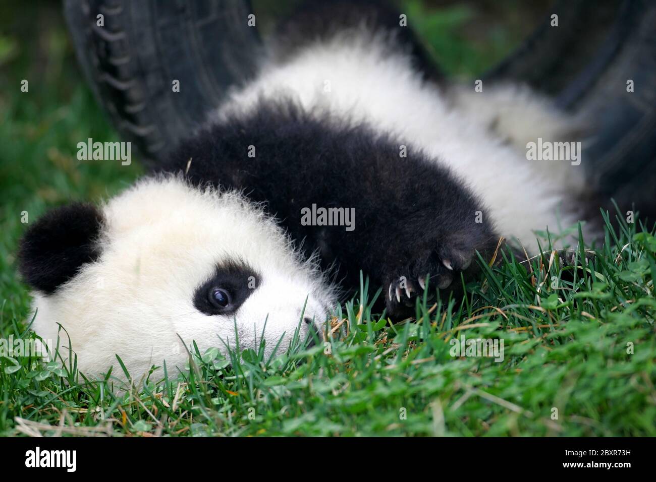 Giant Panda Cub Stock Photo - Alamy