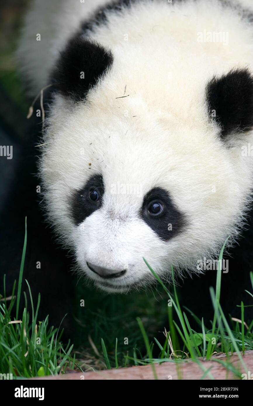 Giant Panda Cub Stock Photo - Alamy