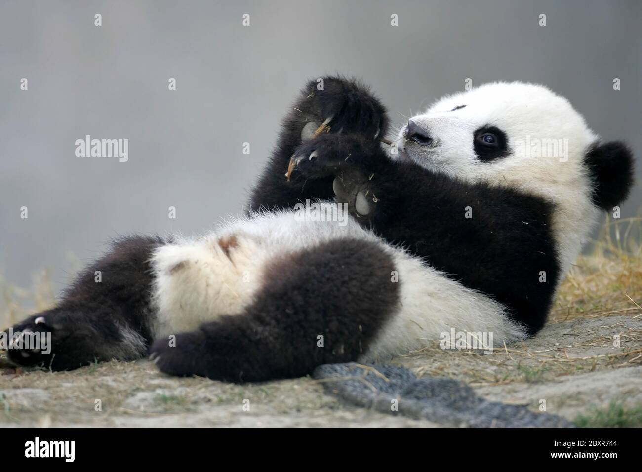 Giant Panda Cub Stock Photo - Alamy