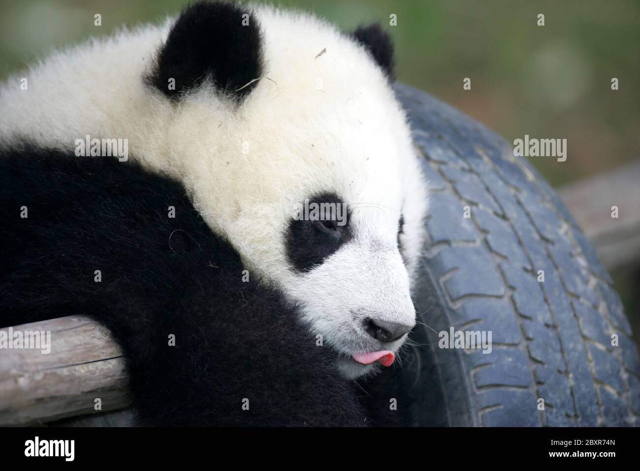 Giant Panda Cub Stock Photo - Alamy