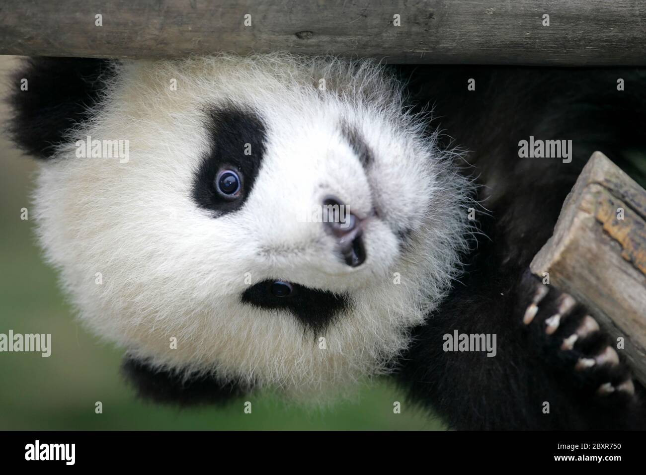 Giant Panda Cub Stock Photo - Alamy