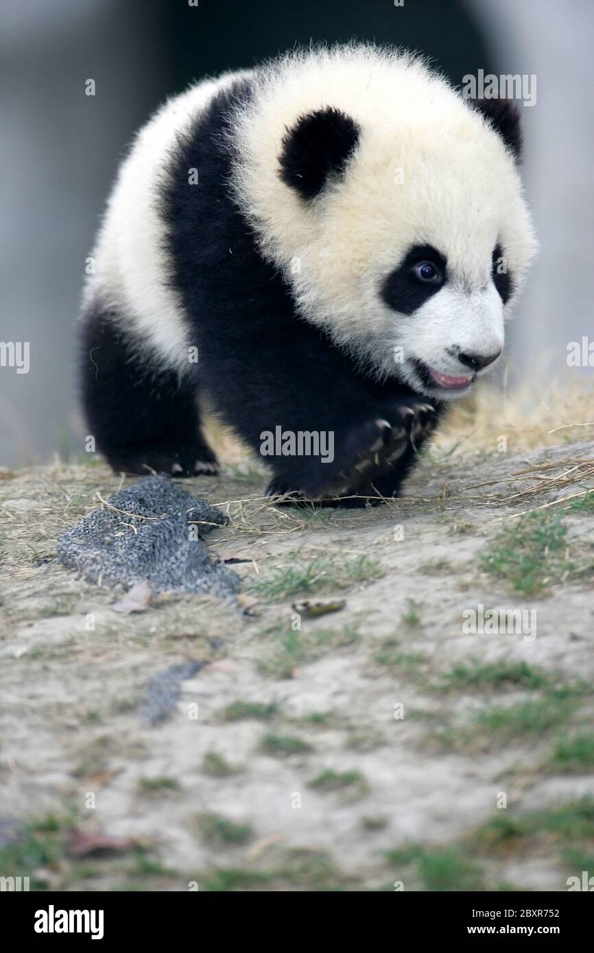 Giant Panda Cub Stock Photo - Alamy