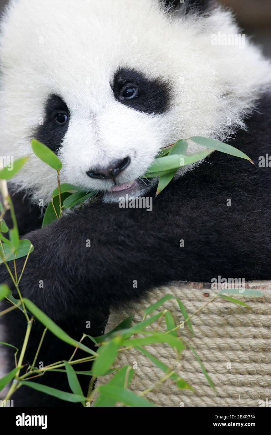 Giant Panda Cub Stock Photo - Alamy