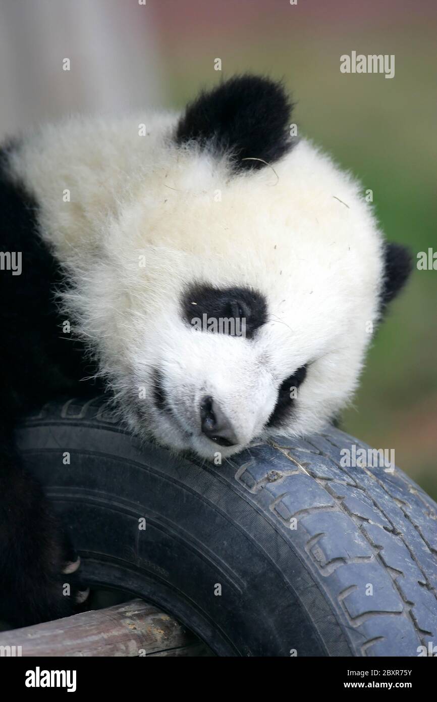 Giant Panda Cub Stock Photo - Alamy