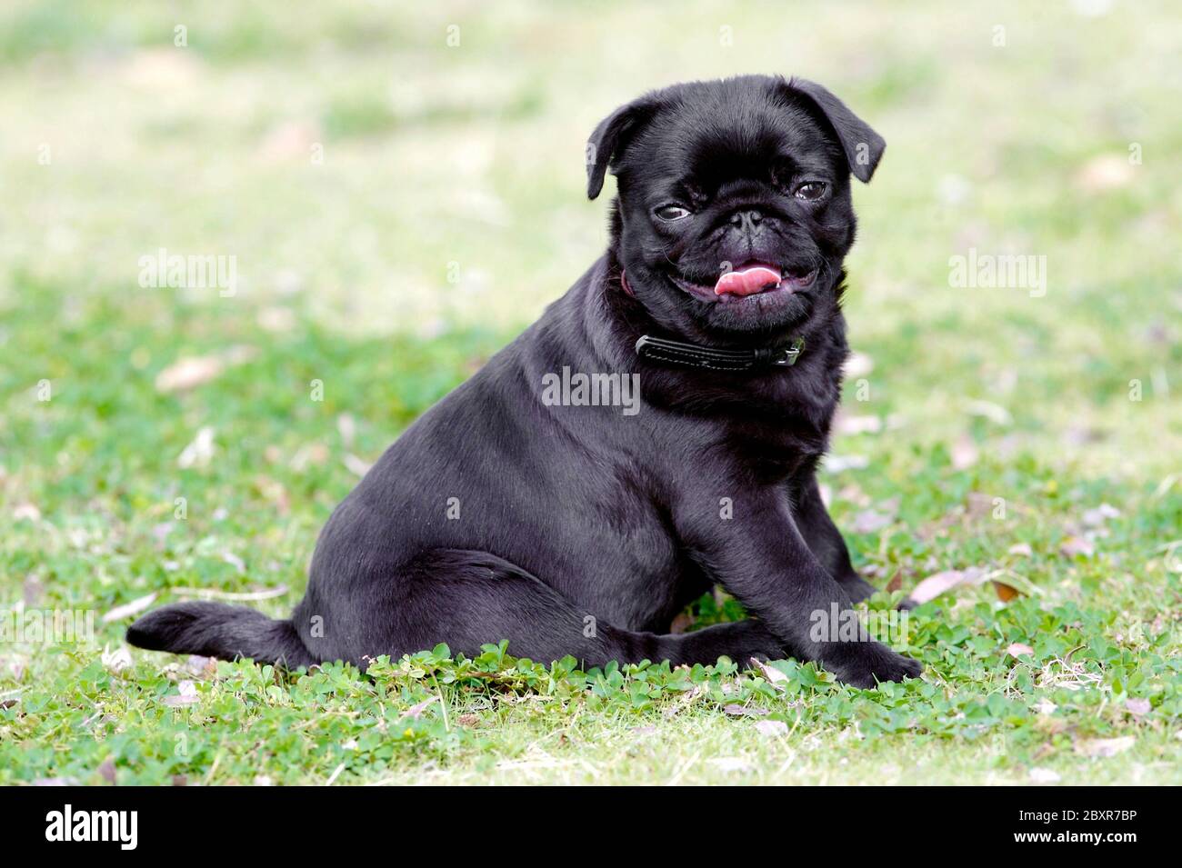 A black pug puppy Stock Photo - Alamy
